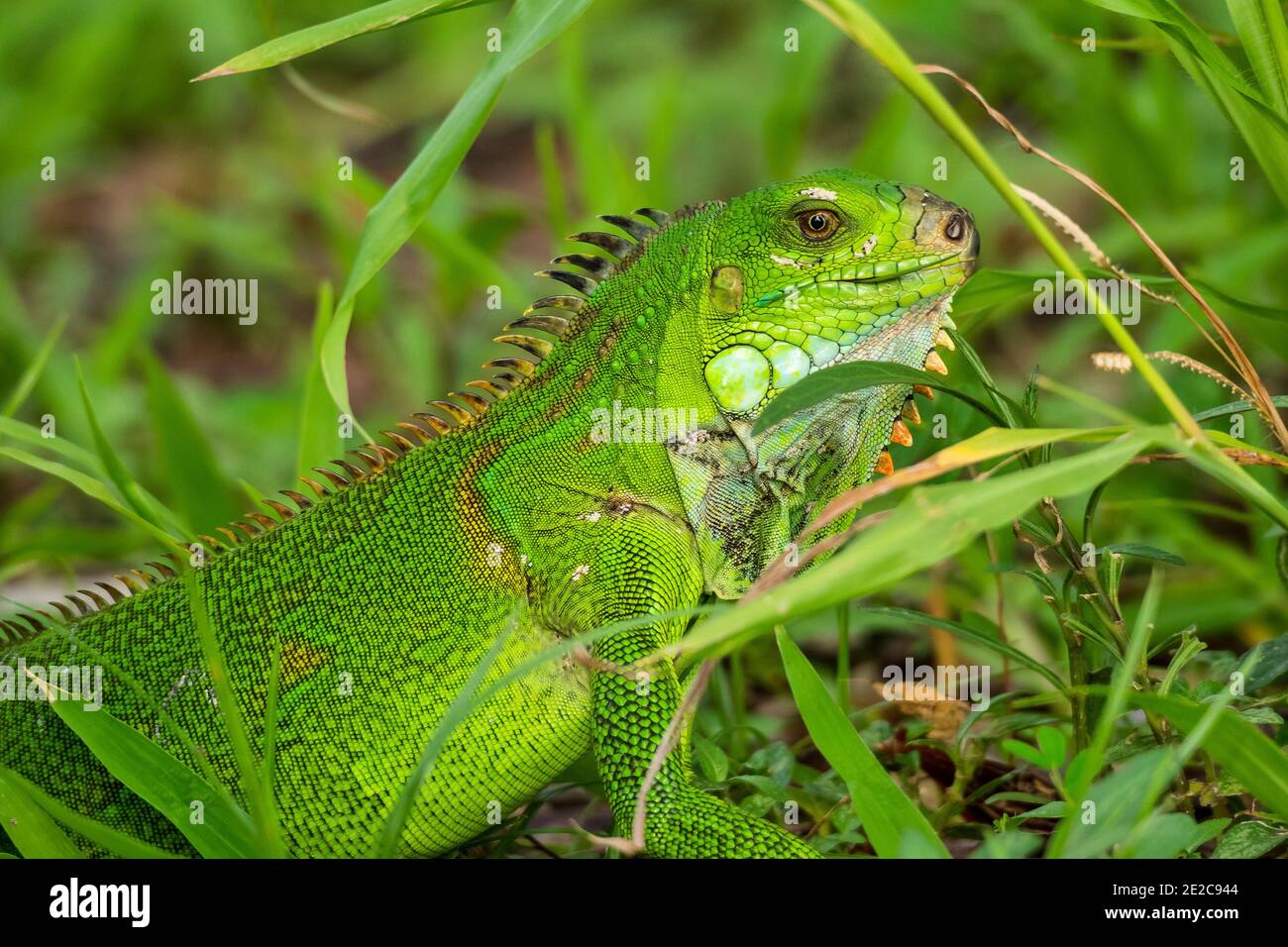 Green iguana in Fort de France, Martinique. Also known as the American ...