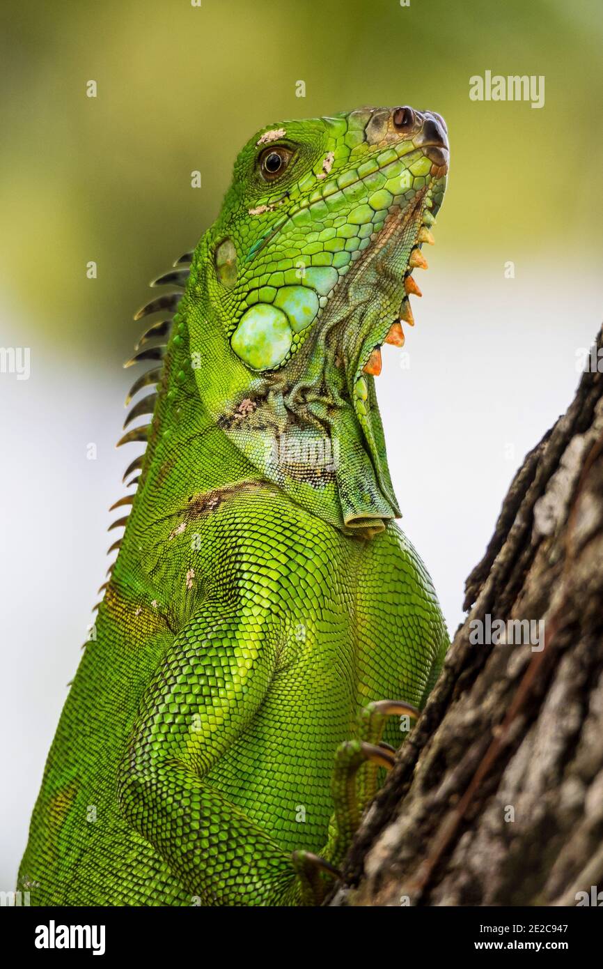 Green iguana in Fort de France, Martinique. Also known as the American ...