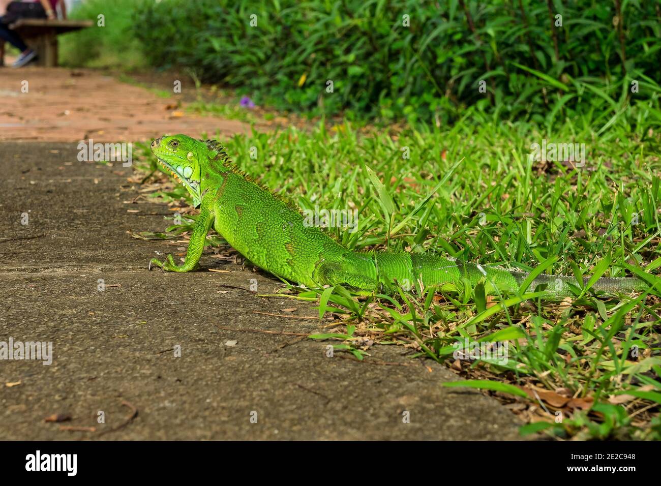 Green iguana in Fort de France, Martinique. Also known as the American ...