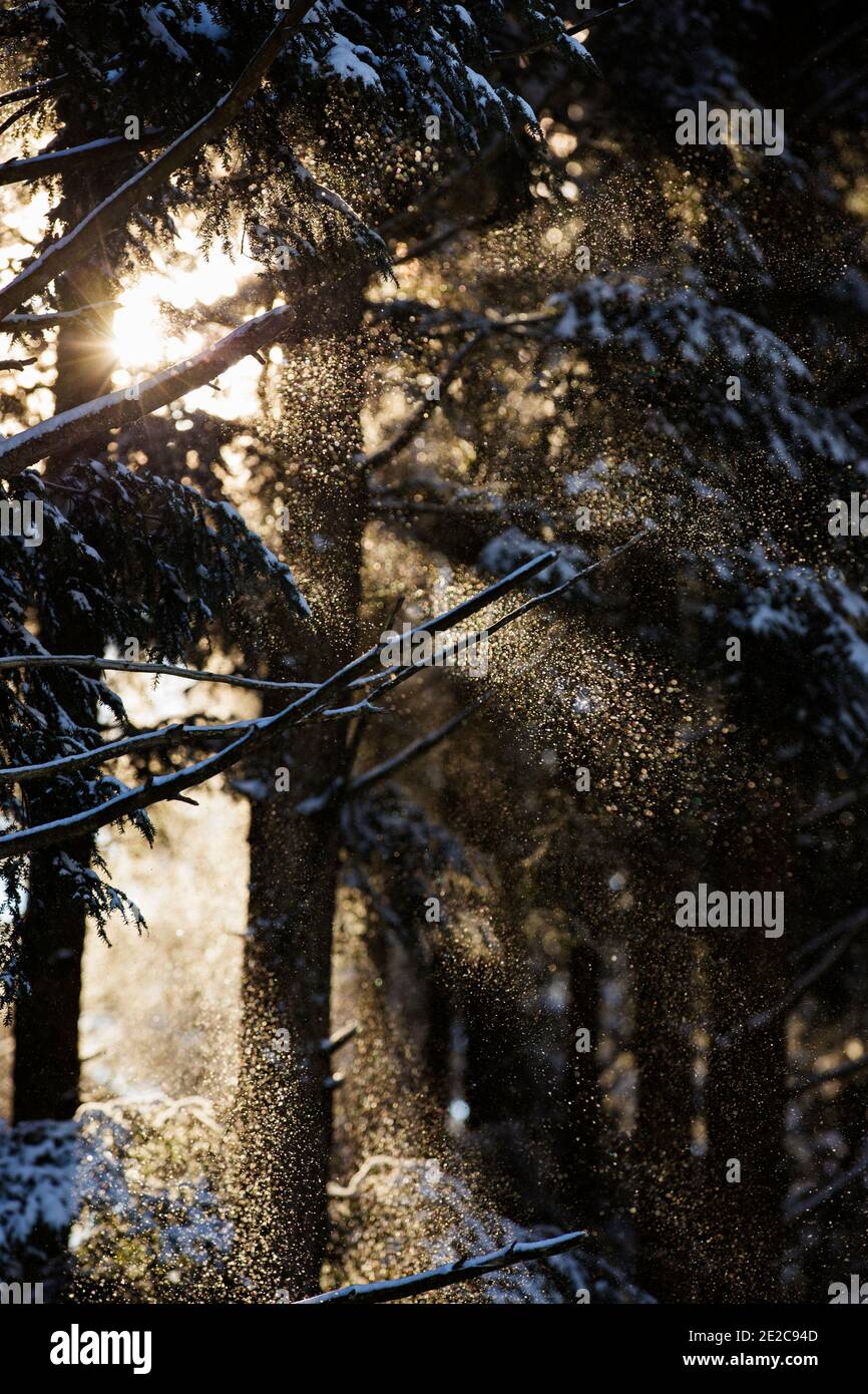 Canada's boreal forest in winter Stock Photo - Alamy