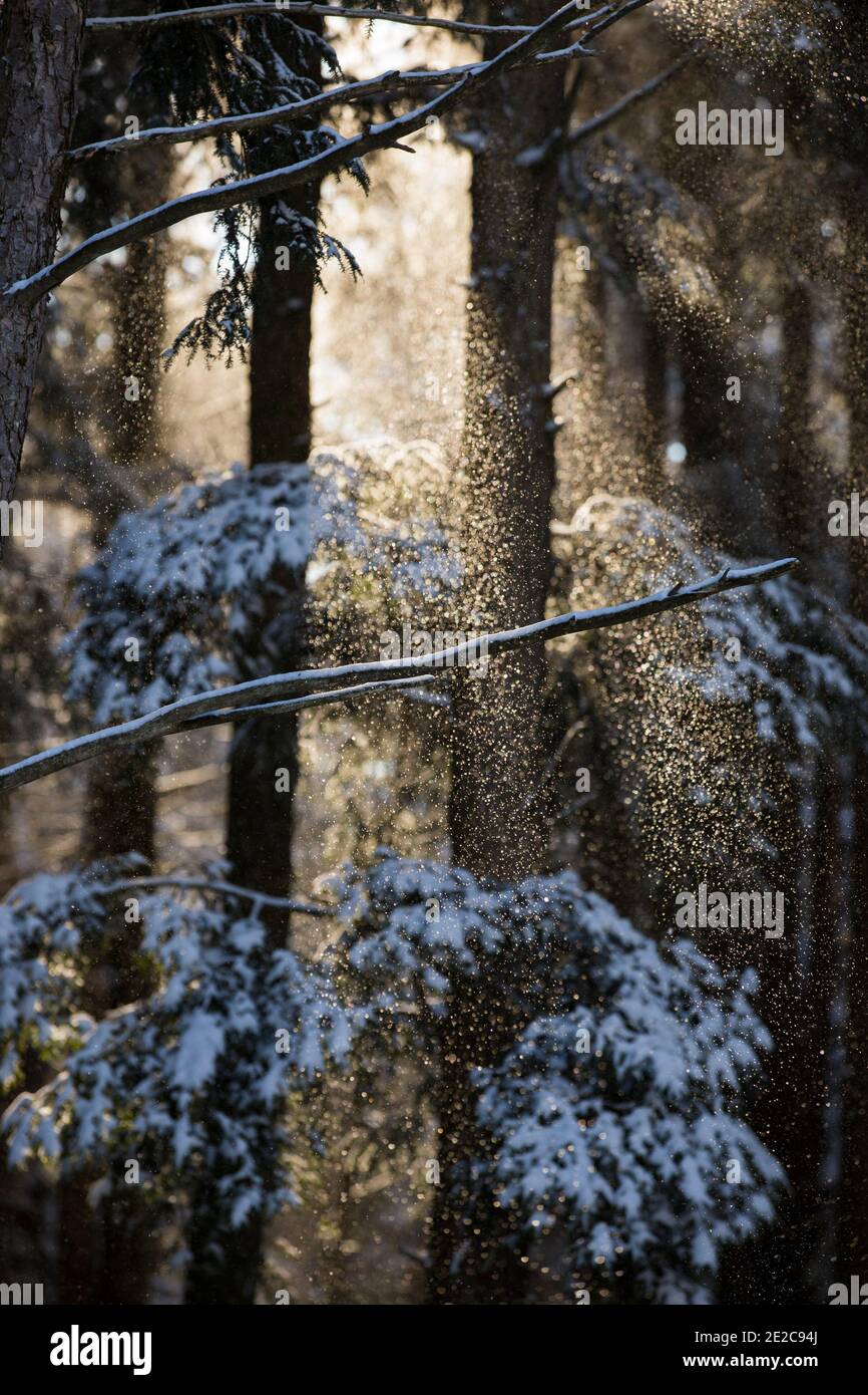 Canada's boreal forest in winter Stock Photo - Alamy
