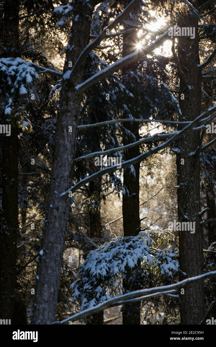 Canada's boreal forest in winter Stock Photo - Alamy