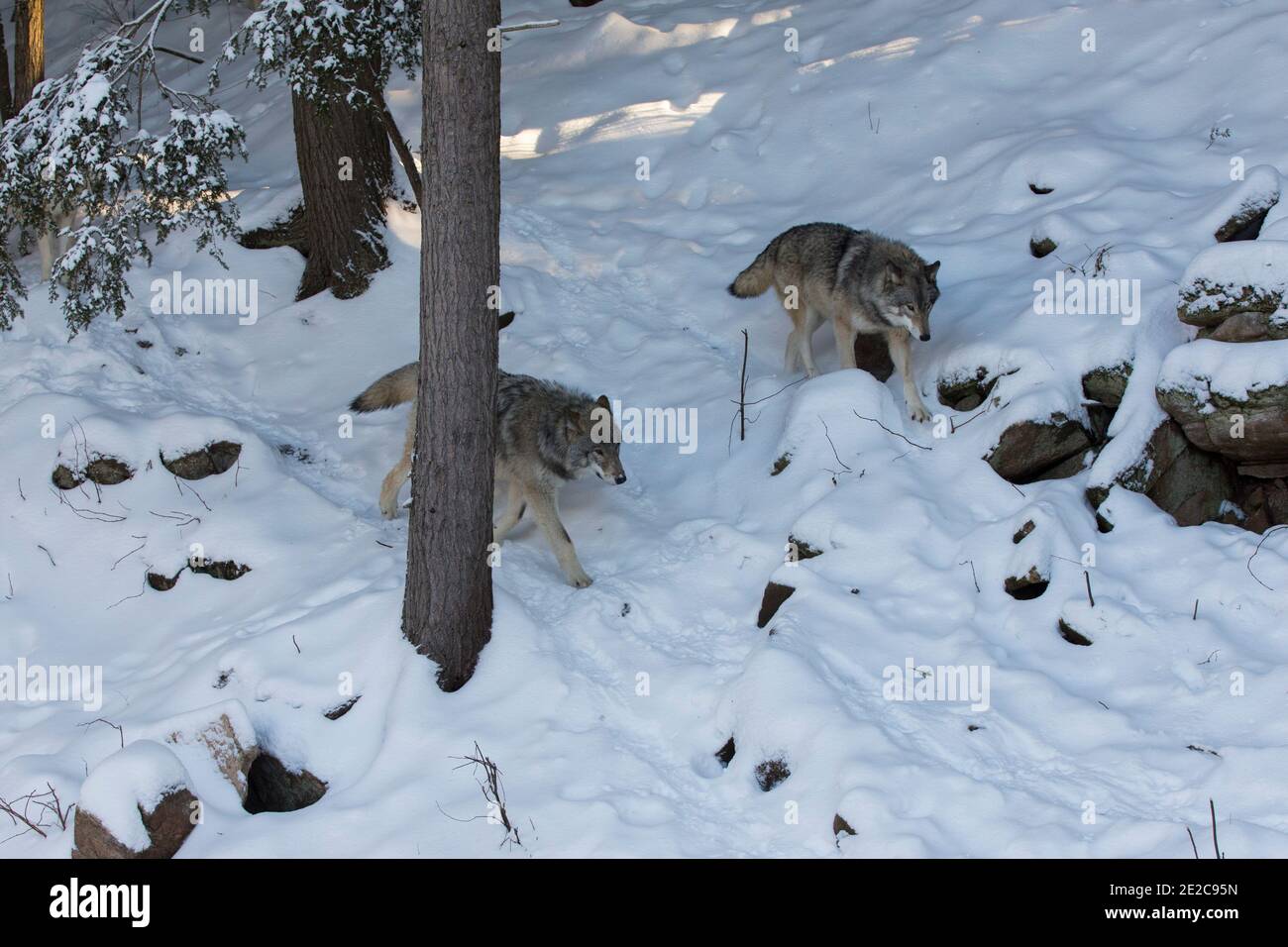 Wolf pair hi-res stock photography and images - Alamy