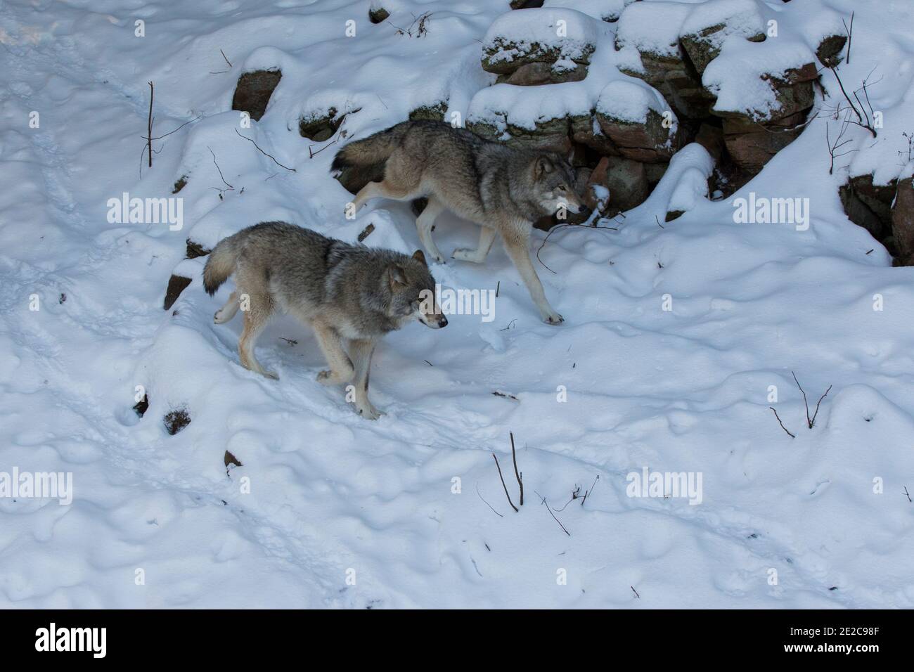 North american black wolf hi-res stock photography and images - Alamy