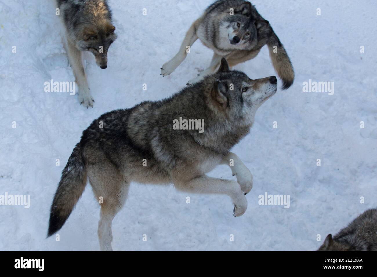 Timber wolves feeding hi-res stock photography and images - Alamy