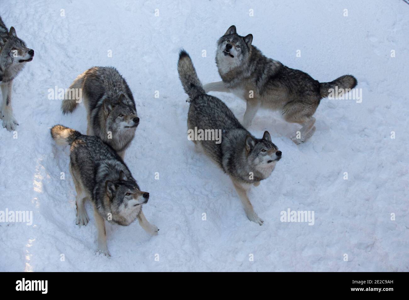 Timber wolves feeding hi-res stock photography and images - Alamy