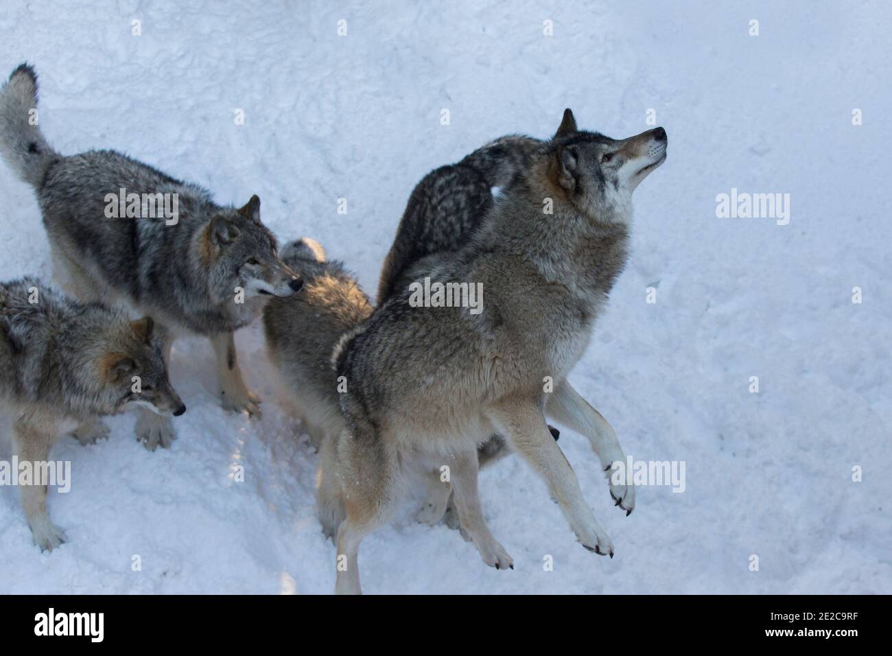 Feeding time, northwestern wolf in winter Stock Photo - Alamy