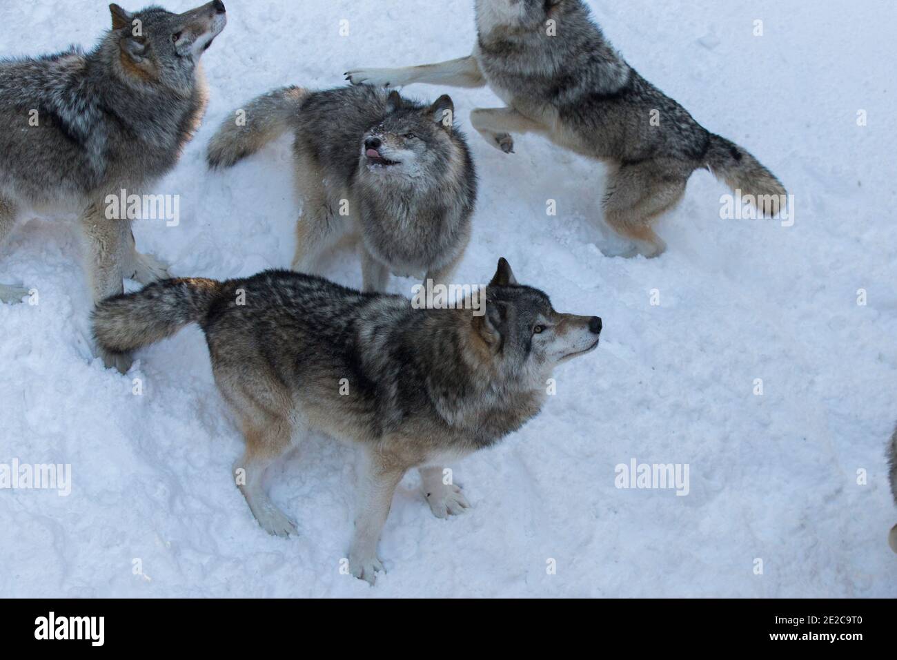 Mackenzie valley wolves canadian timber hi-res stock photography and ...