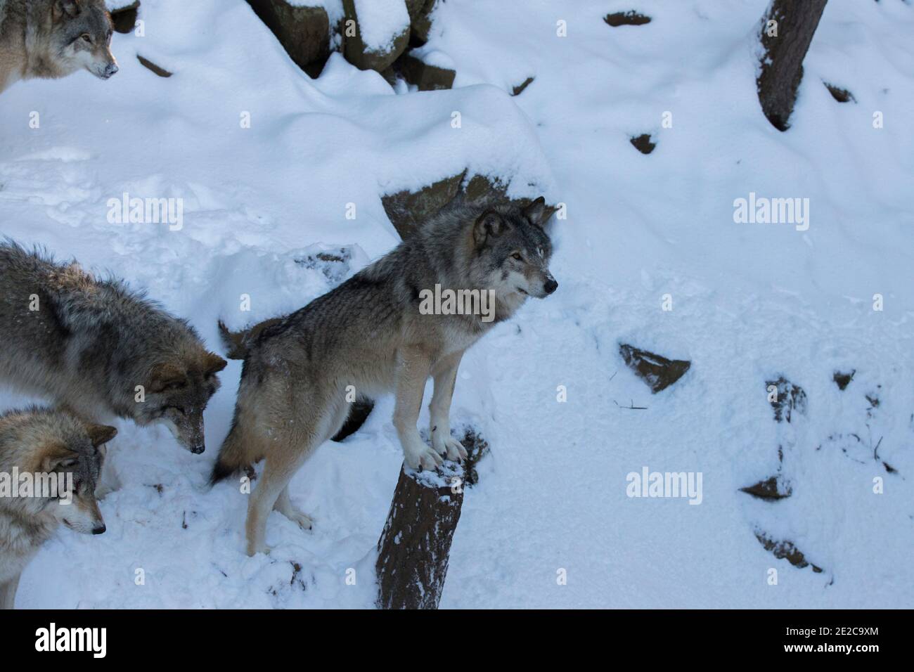 Timber wolves feeding hi-res stock photography and images - Alamy