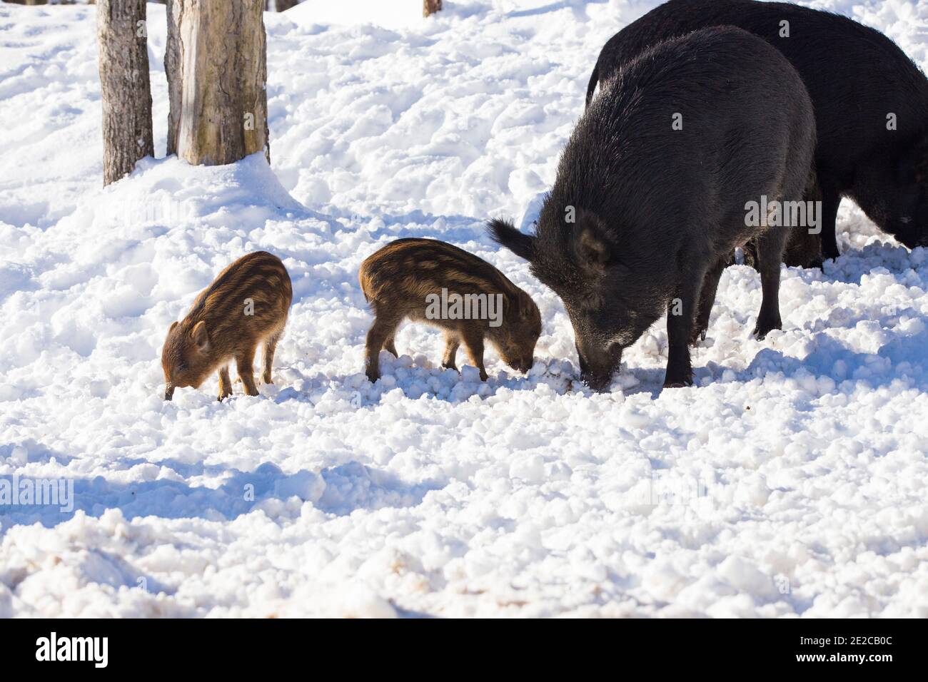 wild boar (Sus scrofa) with babies in winter Stock Photo - Alamy