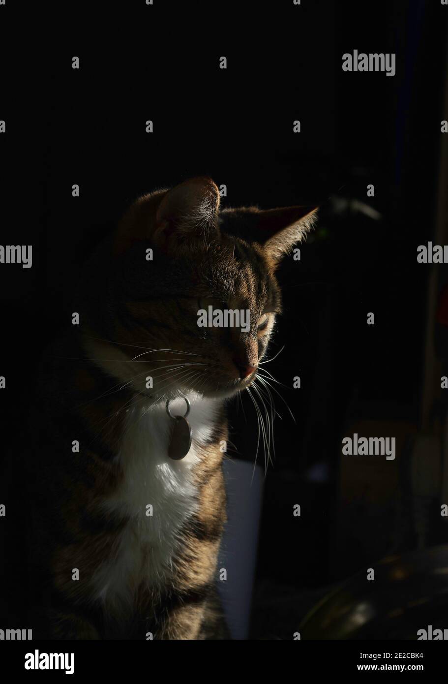 Scary cat hi-res stock photography and images - Alamy