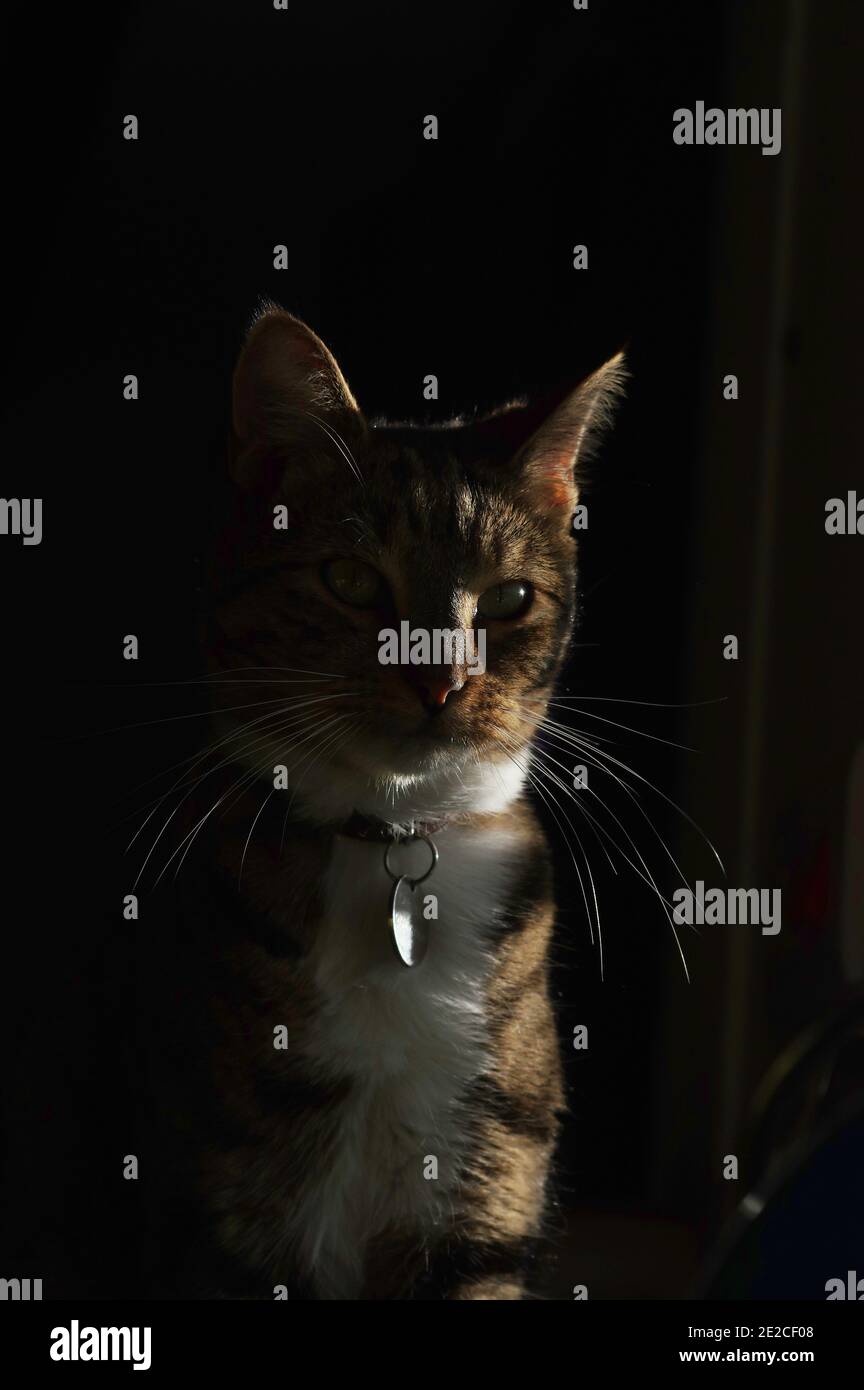 Scary cat hi-res stock photography and images - Alamy