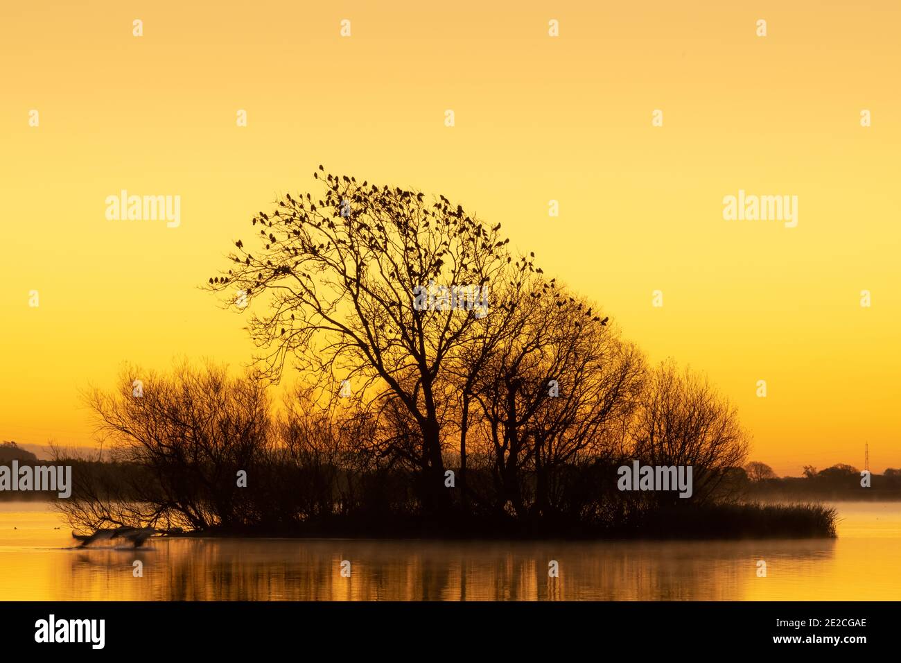 Loch leven bird reserve hi-res stock photography and images - Alamy