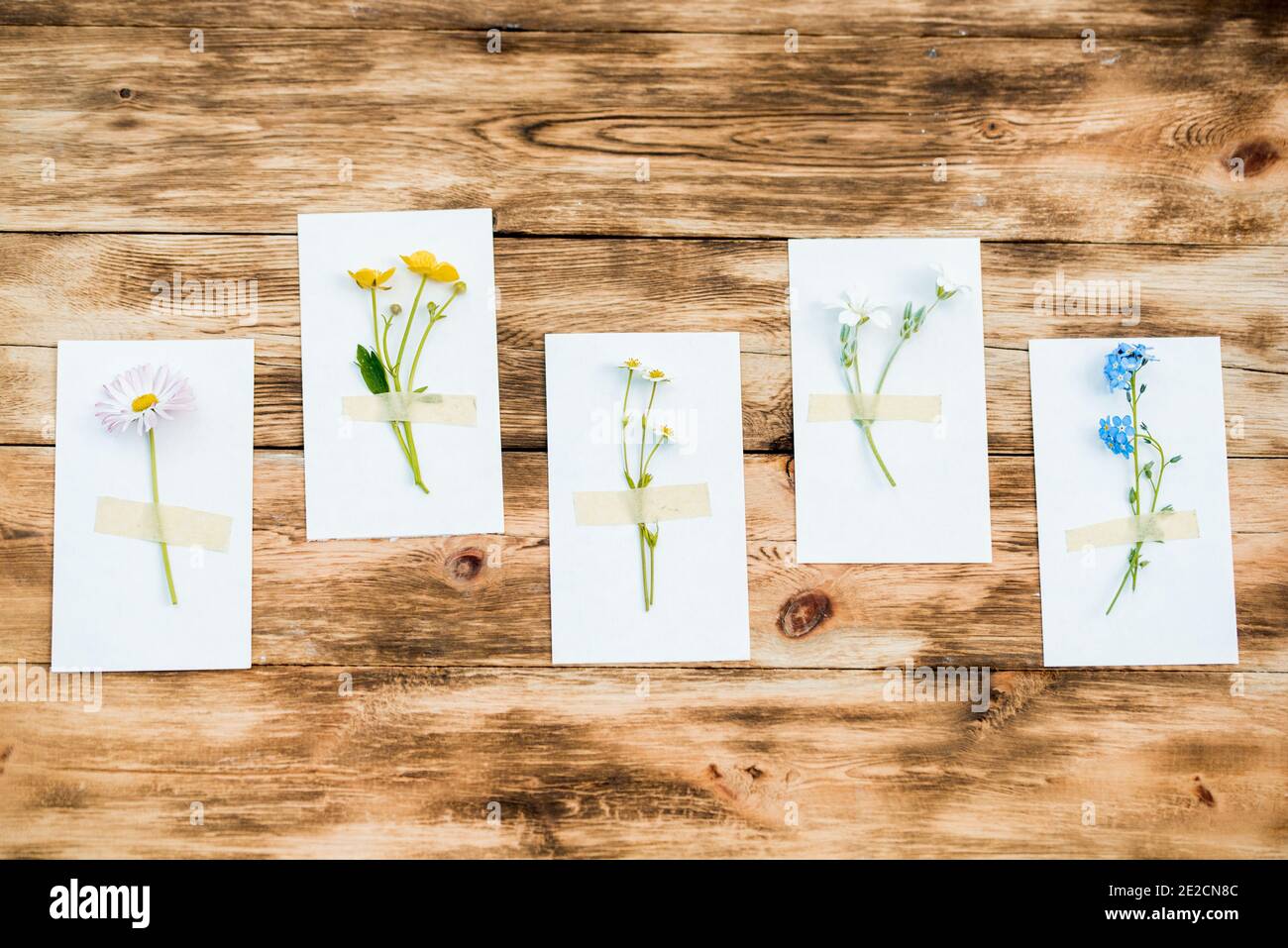 old book - old paper texture in detail - herbarium.botany for the ...