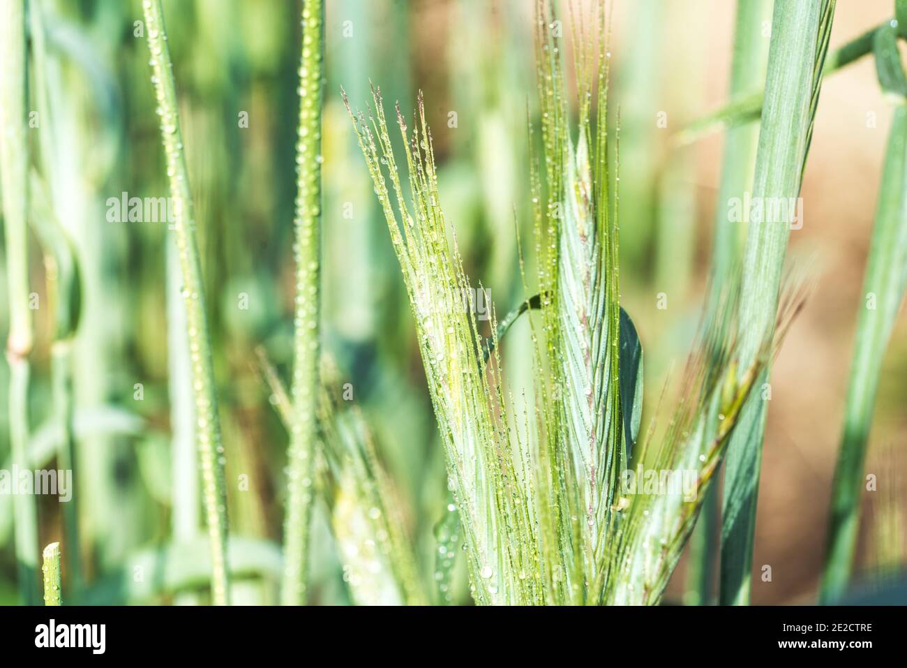 ears of corn in the field, macro a drop of dew or rain. Wheat ear in ...