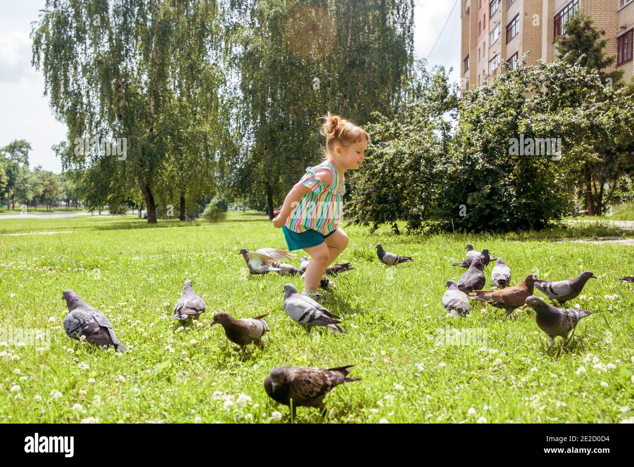 A little girl runs for pigeons.Baby Girl Chasing Pigeons In Outdoors ...