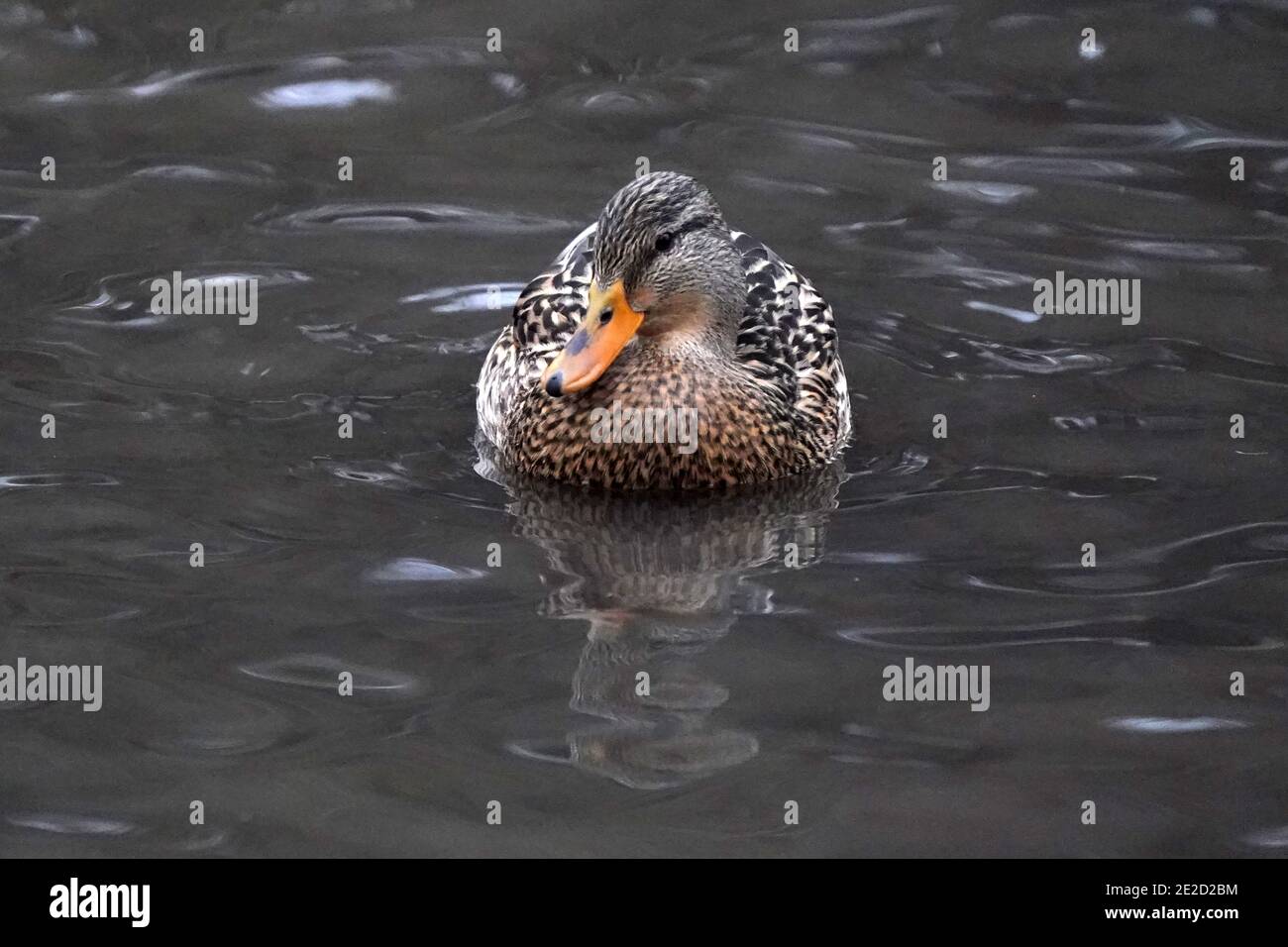 Busy active ducks hi-res stock photography and images - Alamy
