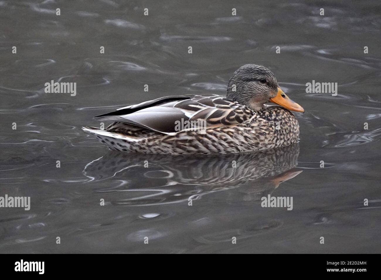 Mallard duck with wings back hi-res stock photography and images - Alamy