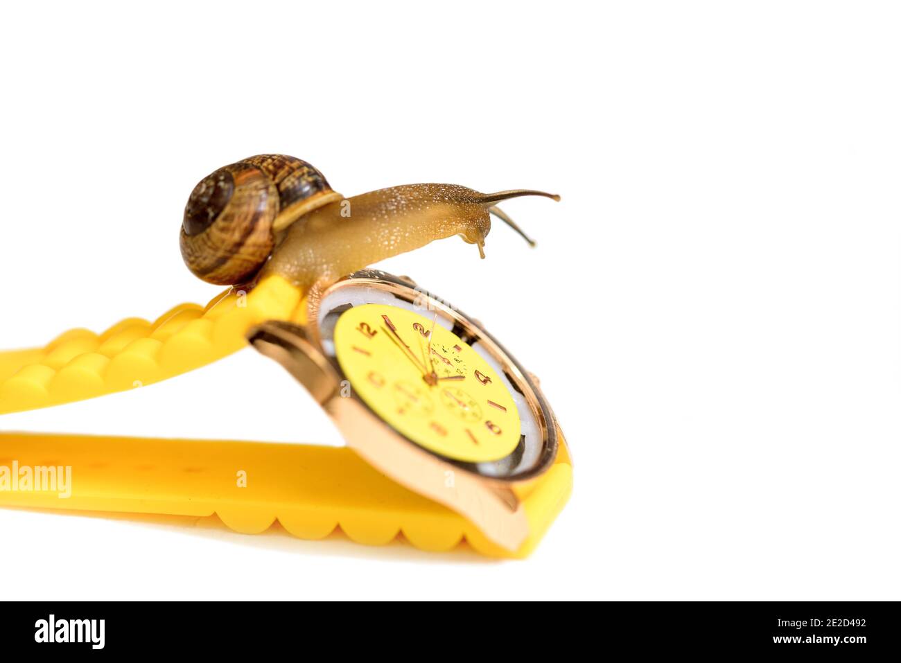 Yellow wristwatch and snail isolate on white. clock hands. concept of ...