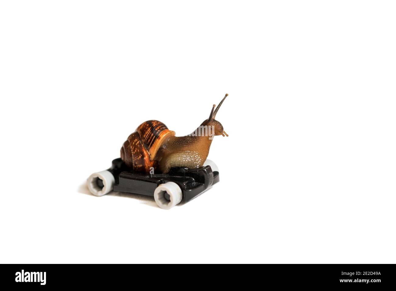 Speedy snail on wheels, driving, isolated on white background Stock ...