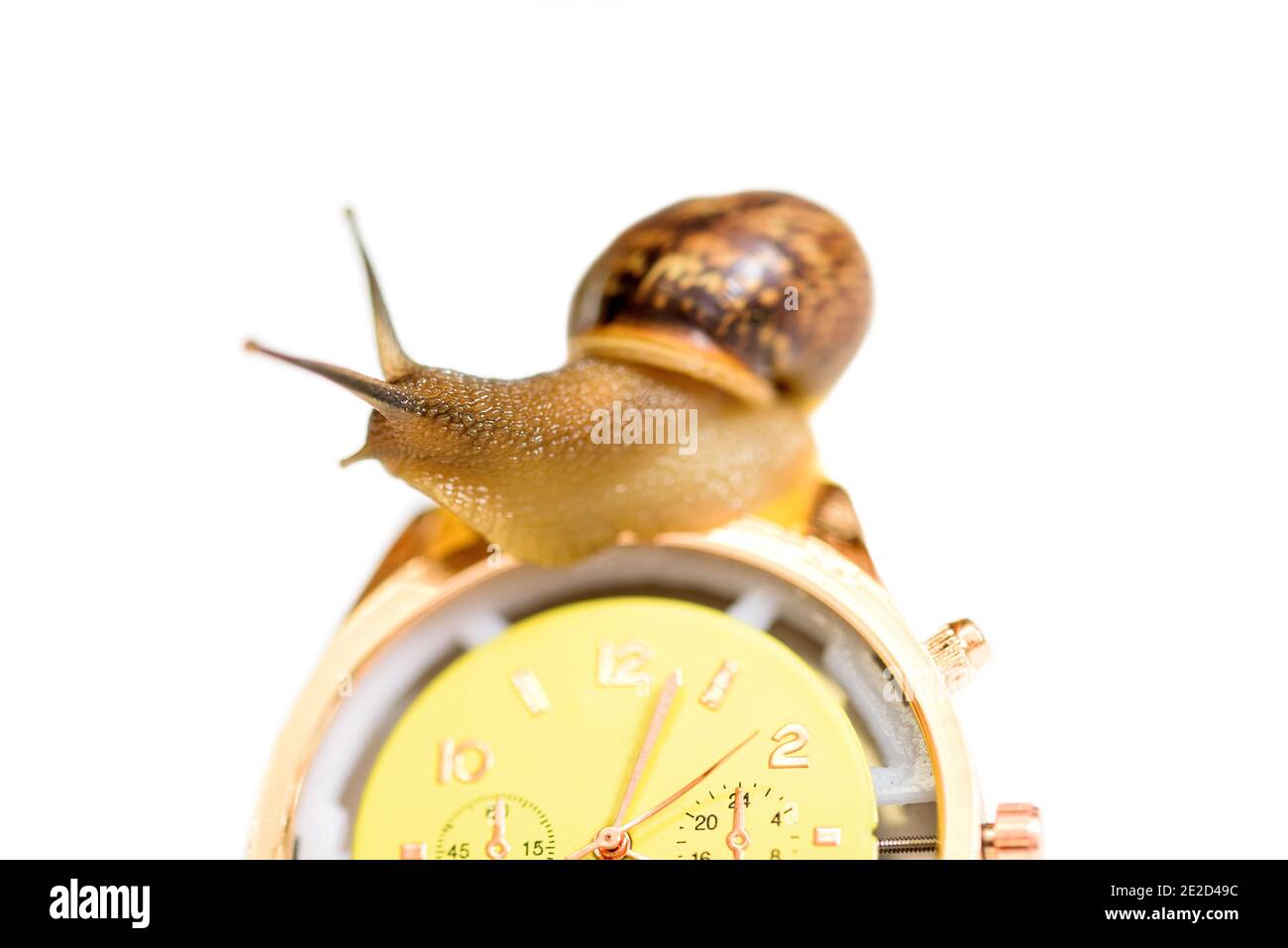 Yellow wristwatch and snail isolate on white. clock hands. concept of ...