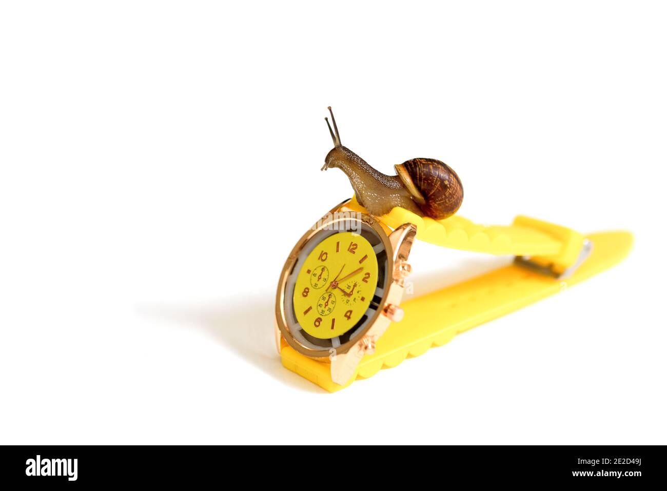 Yellow wristwatch and snail isolate on white. clock hands. concept of ...