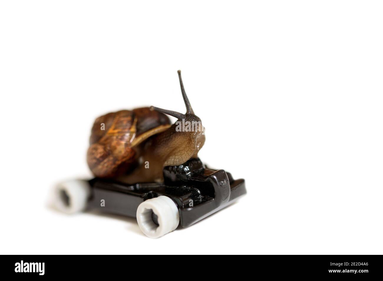 time, speed and rush. success concept.Speedy snail.car racer. Isolated ...