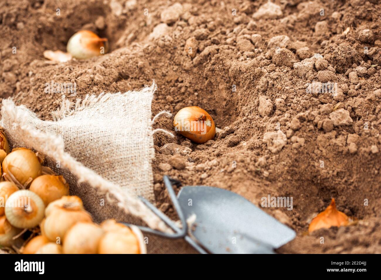 planting onions. the farmer in the hands of the bulb, landing in the ...