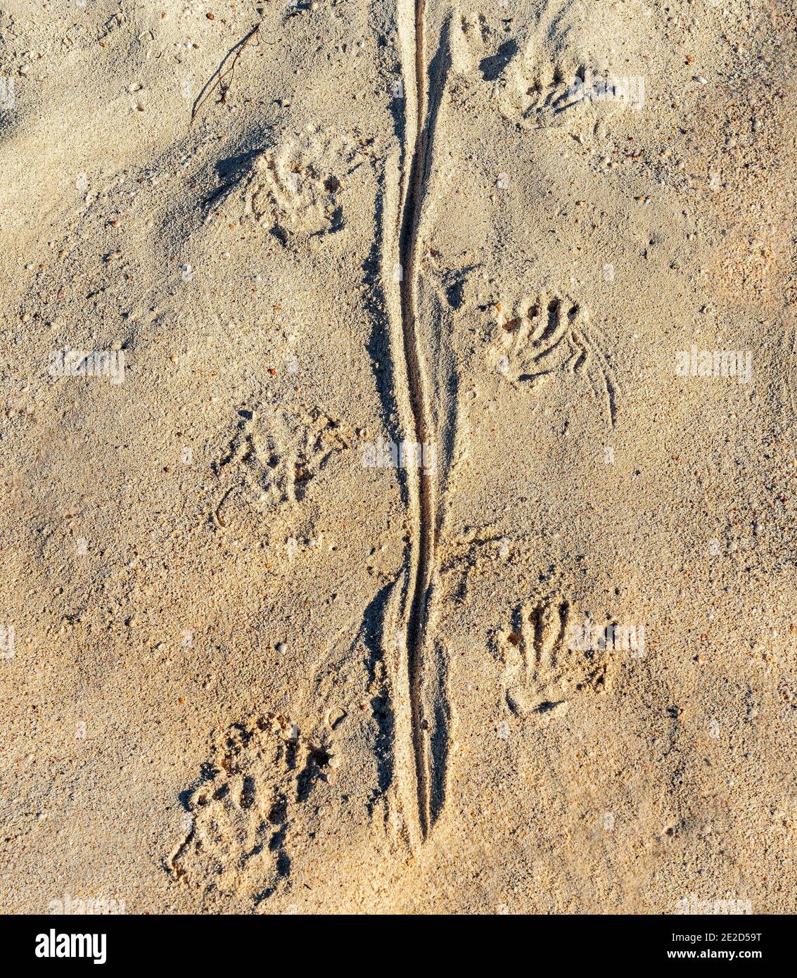 Cougar Tracks In Sand
