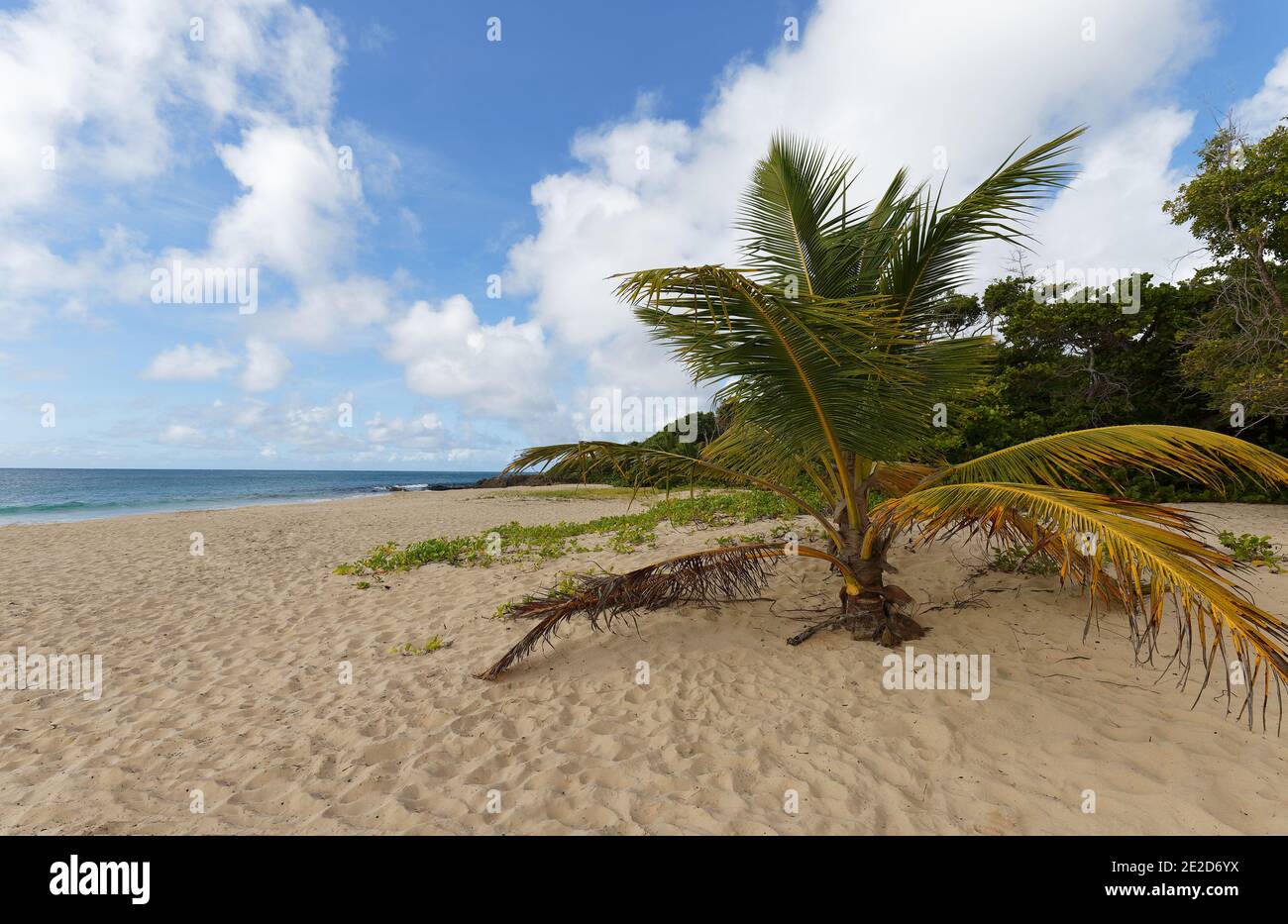 The picturesque Caribbean beach , Martinique island, French West Indies ...