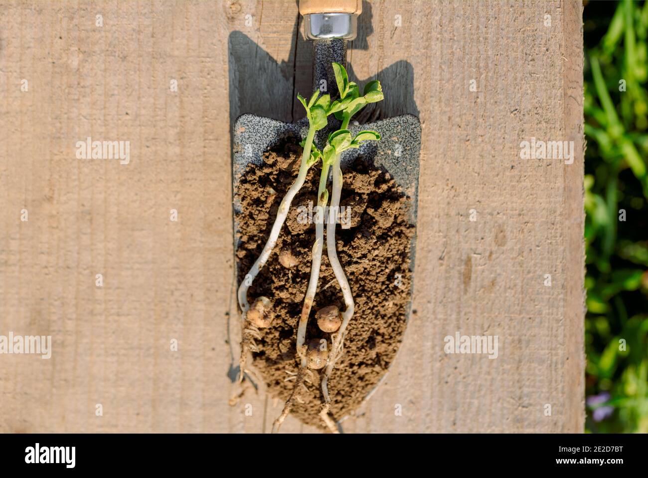 Young plant in the morning light.Sprout seedlings on the shoulder blade ...