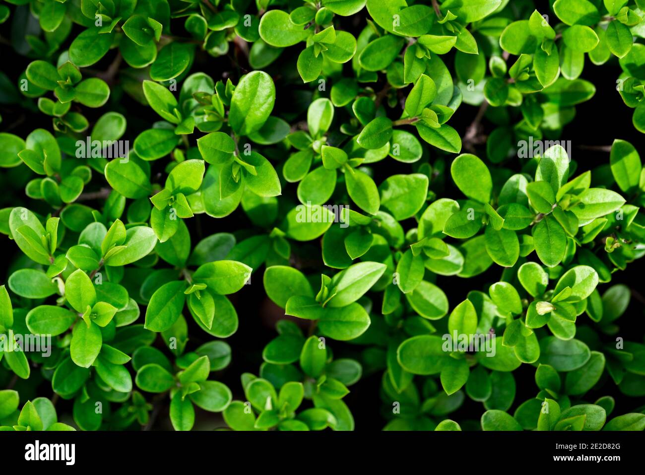 Background for design with shrub leaves. Beautiful nature background ...