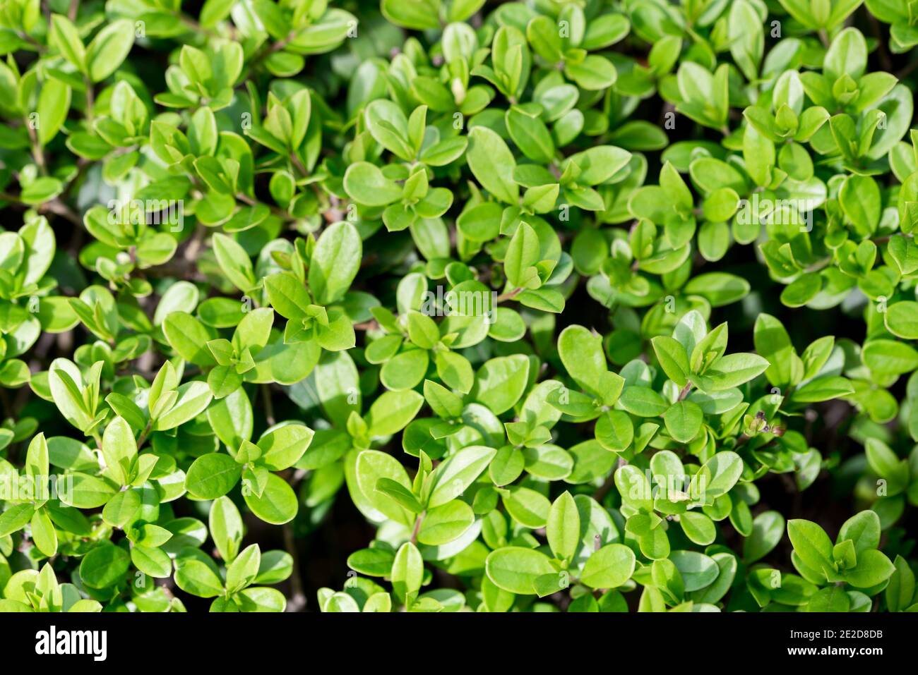 Background for design with shrub leaves. Beautiful nature background ...