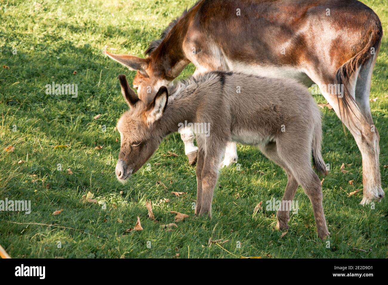 Donkey in natural environment hi-res stock photography and images - Alamy