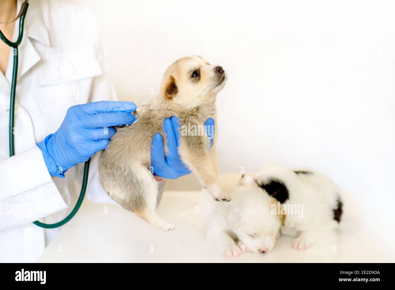 vet checking the heart rate of puppy. Examination of a pet with a ...