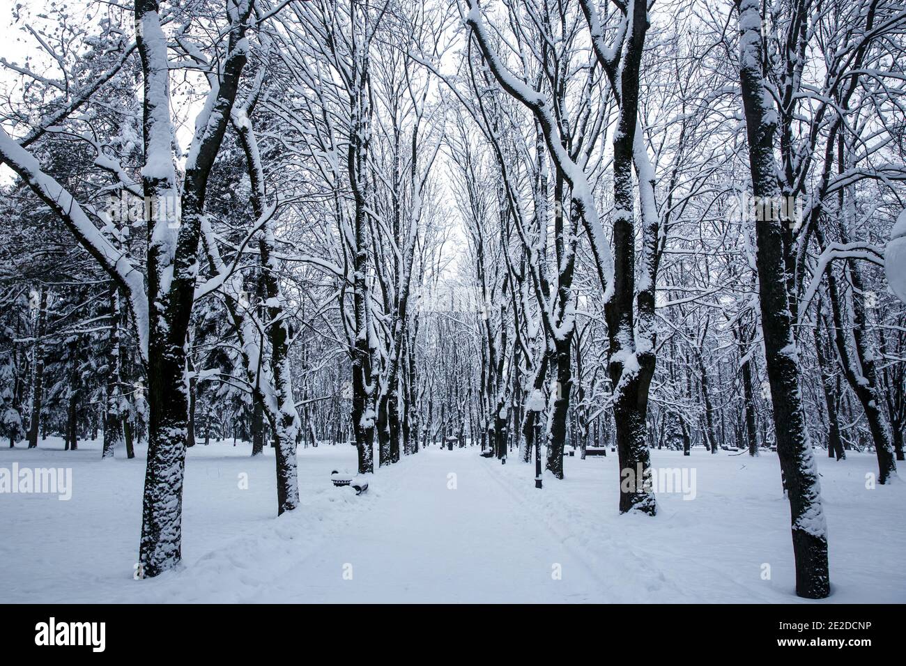 Winter alley in the city park Stock Photo - Alamy