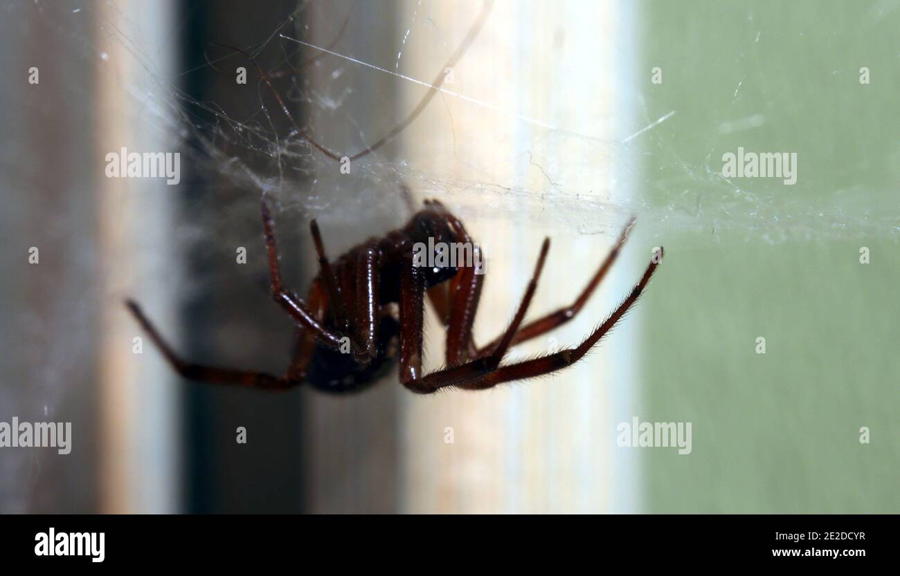 Lone spider hi-res stock photography and images - Alamy