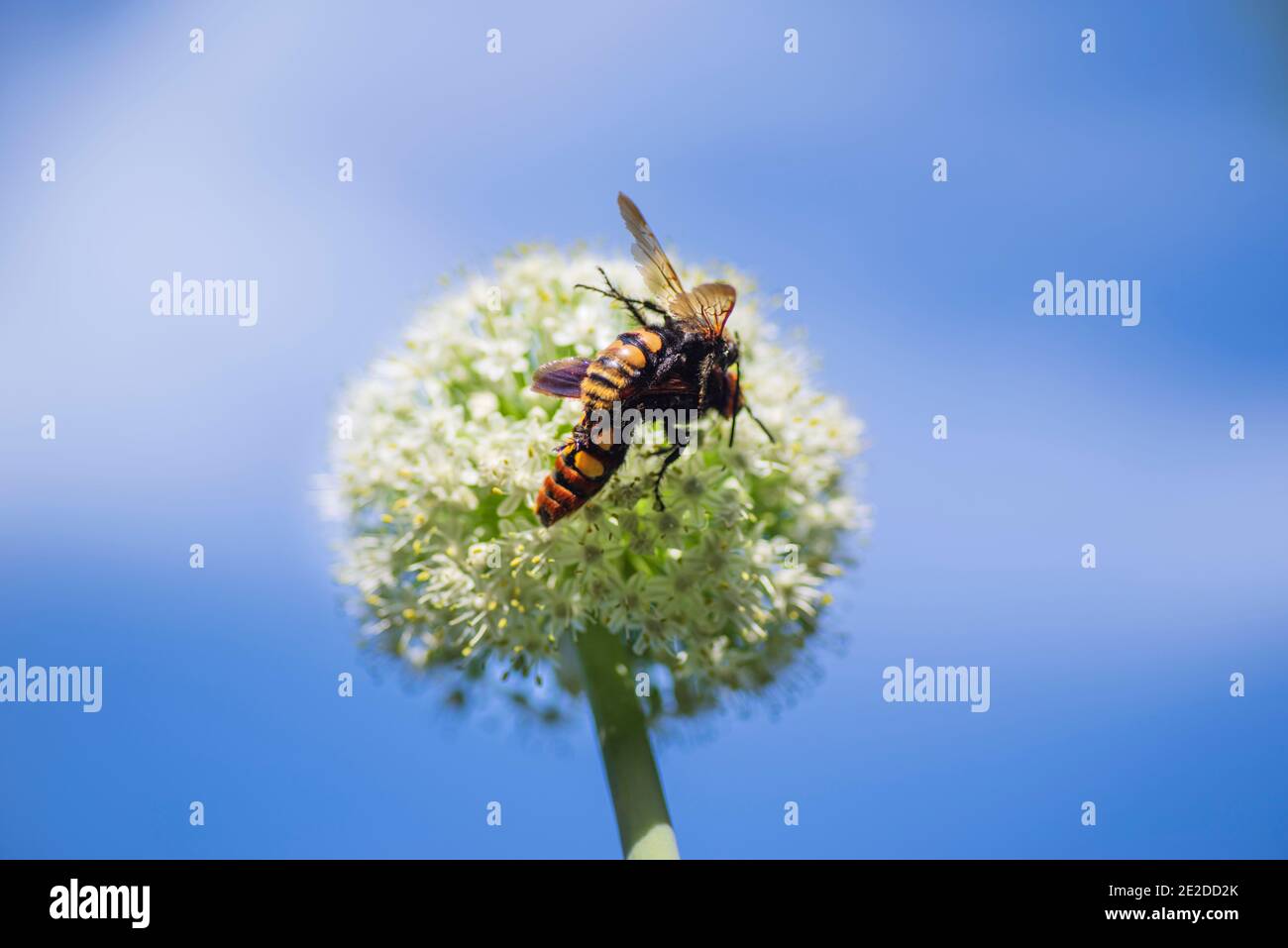 Scolia lat. Megascolia maculata lat. Scolia maculata is a species of ...