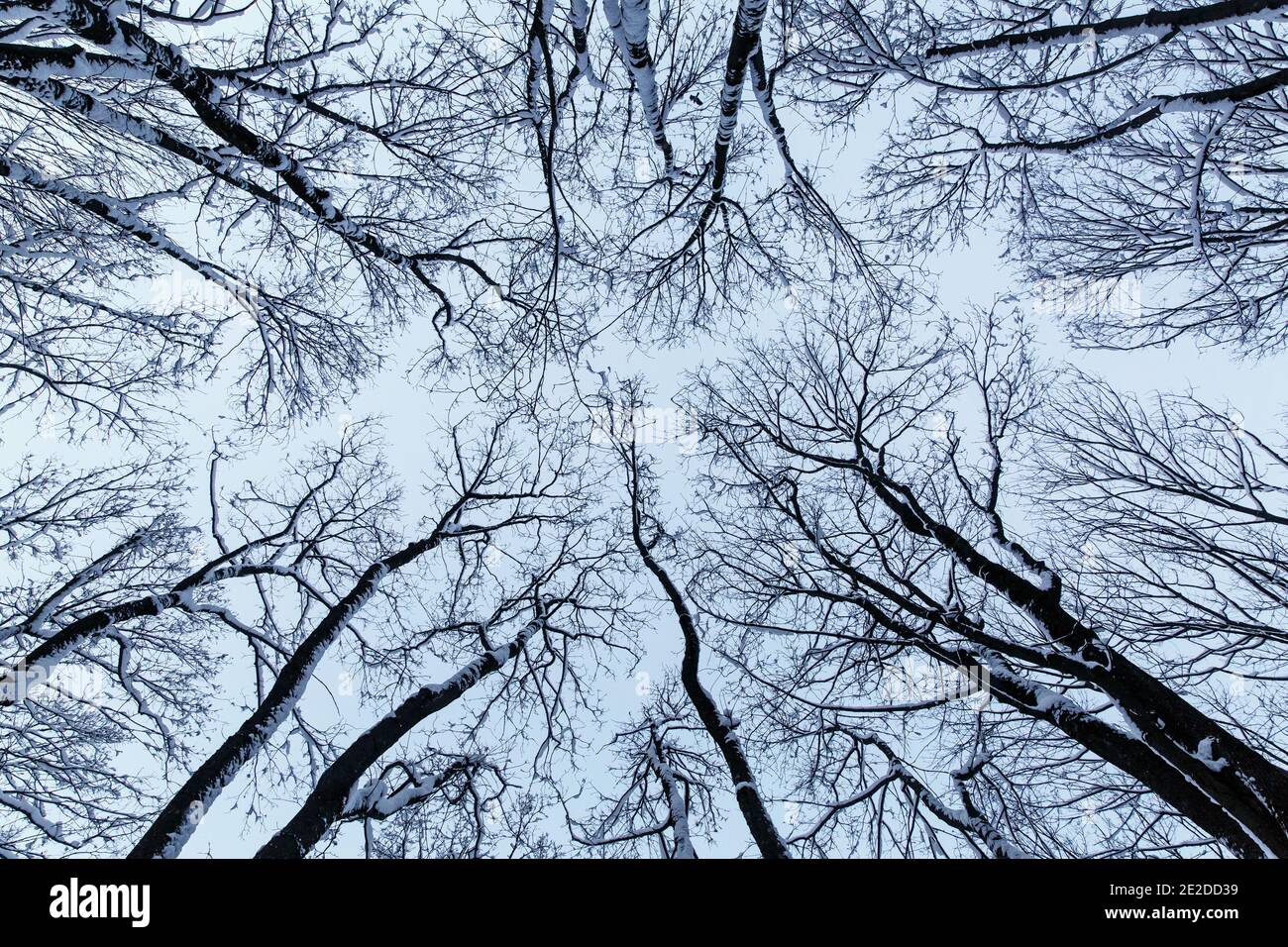 Pine tree branch from below silhouette hi-res stock photography and ...