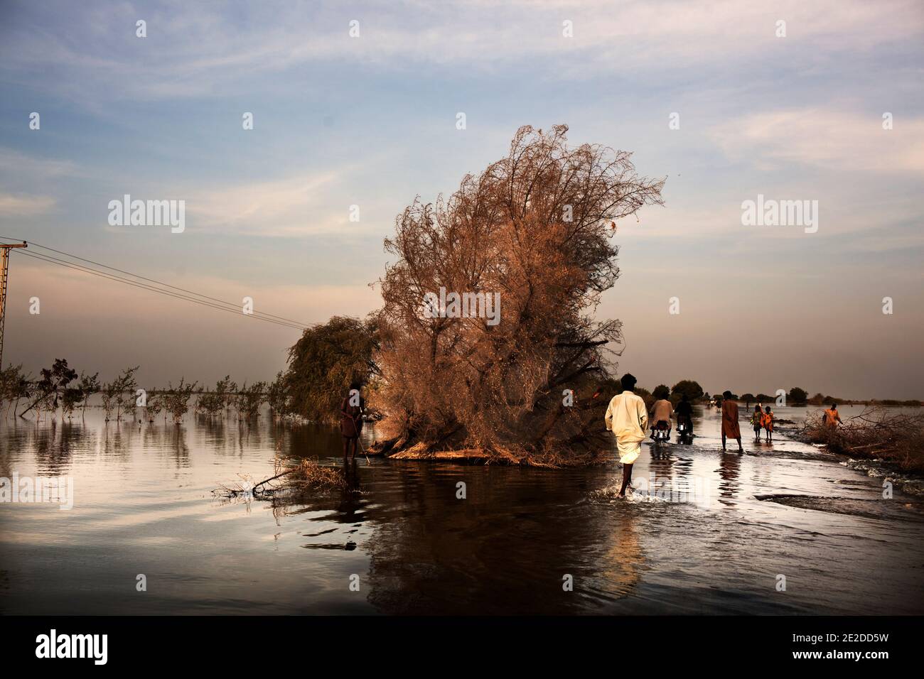 Millions of spiders have climbed up into the tree in Pakistan to escape ...