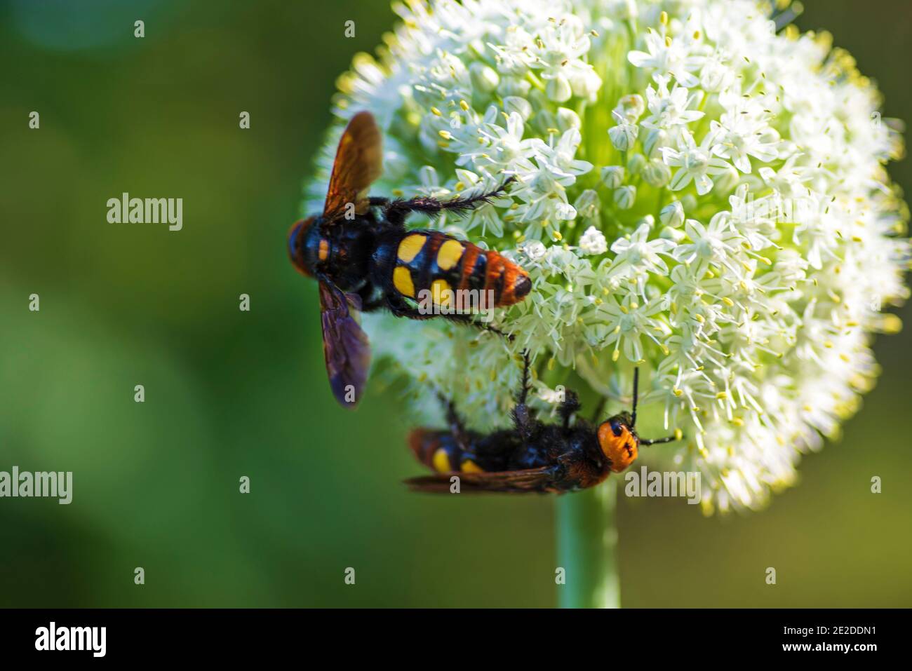 Female giant mammoth wasp hi-res stock photography and images - Alamy