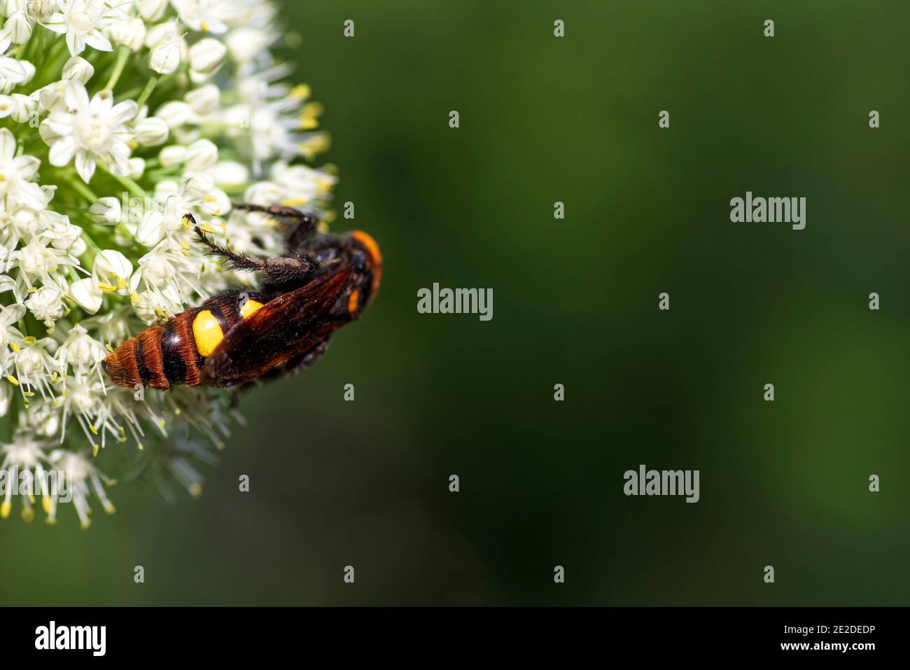 Scolia lat. Megascolia maculata lat. Scolia maculata is a species of ...