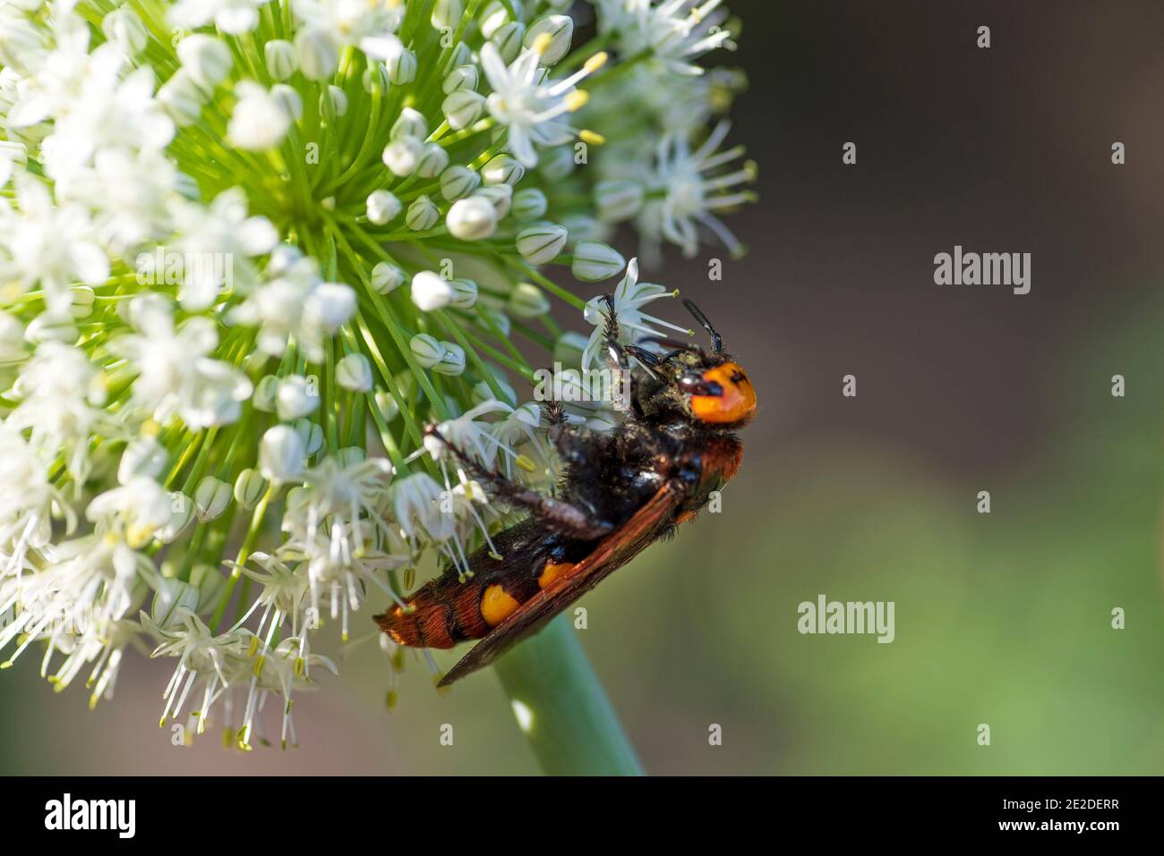 Scolia lat. Megascolia maculata lat. Scolia maculata is a species of ...