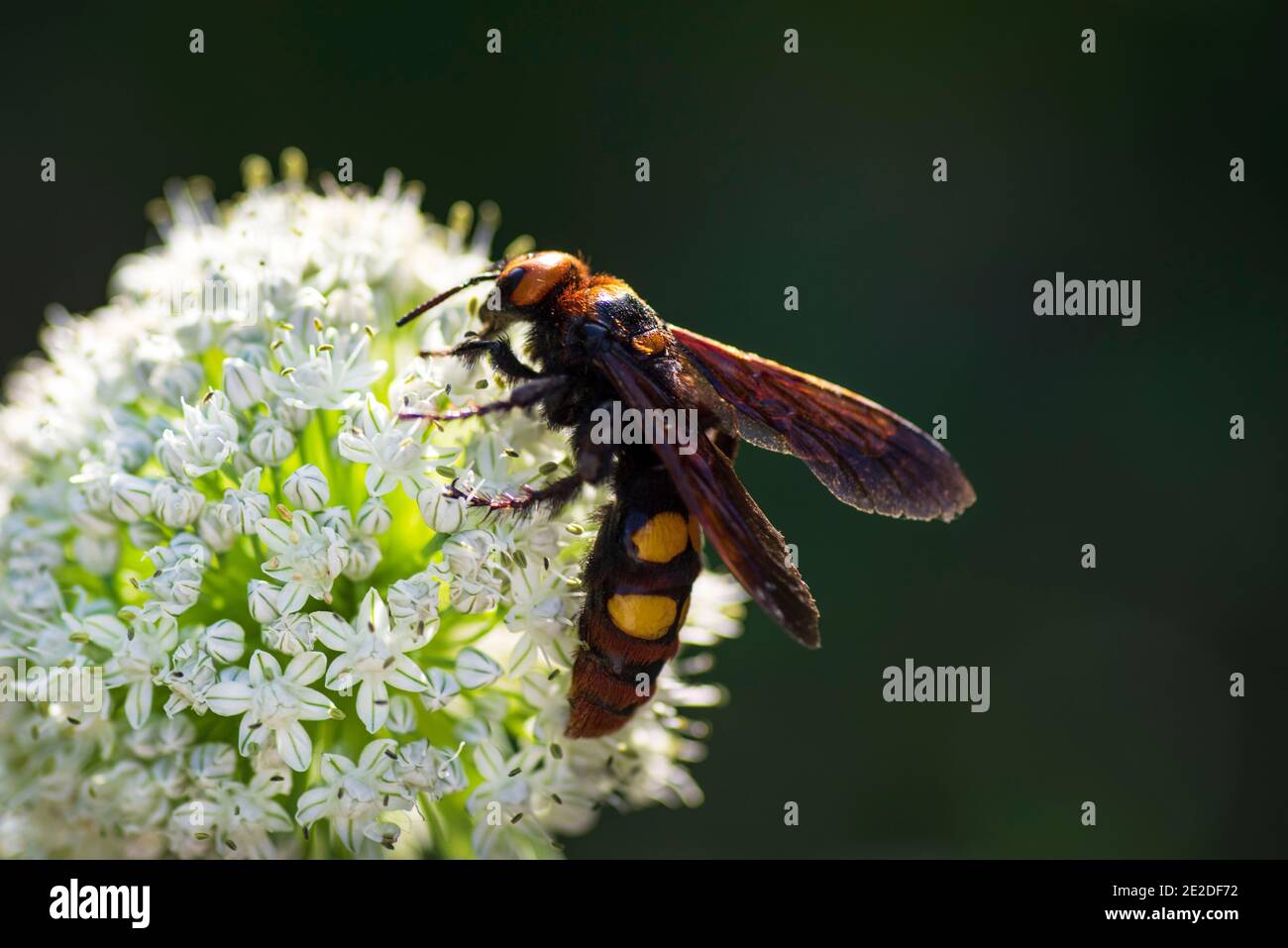 Scolia lat. Megascolia maculata lat. Scolia maculata is a species of ...