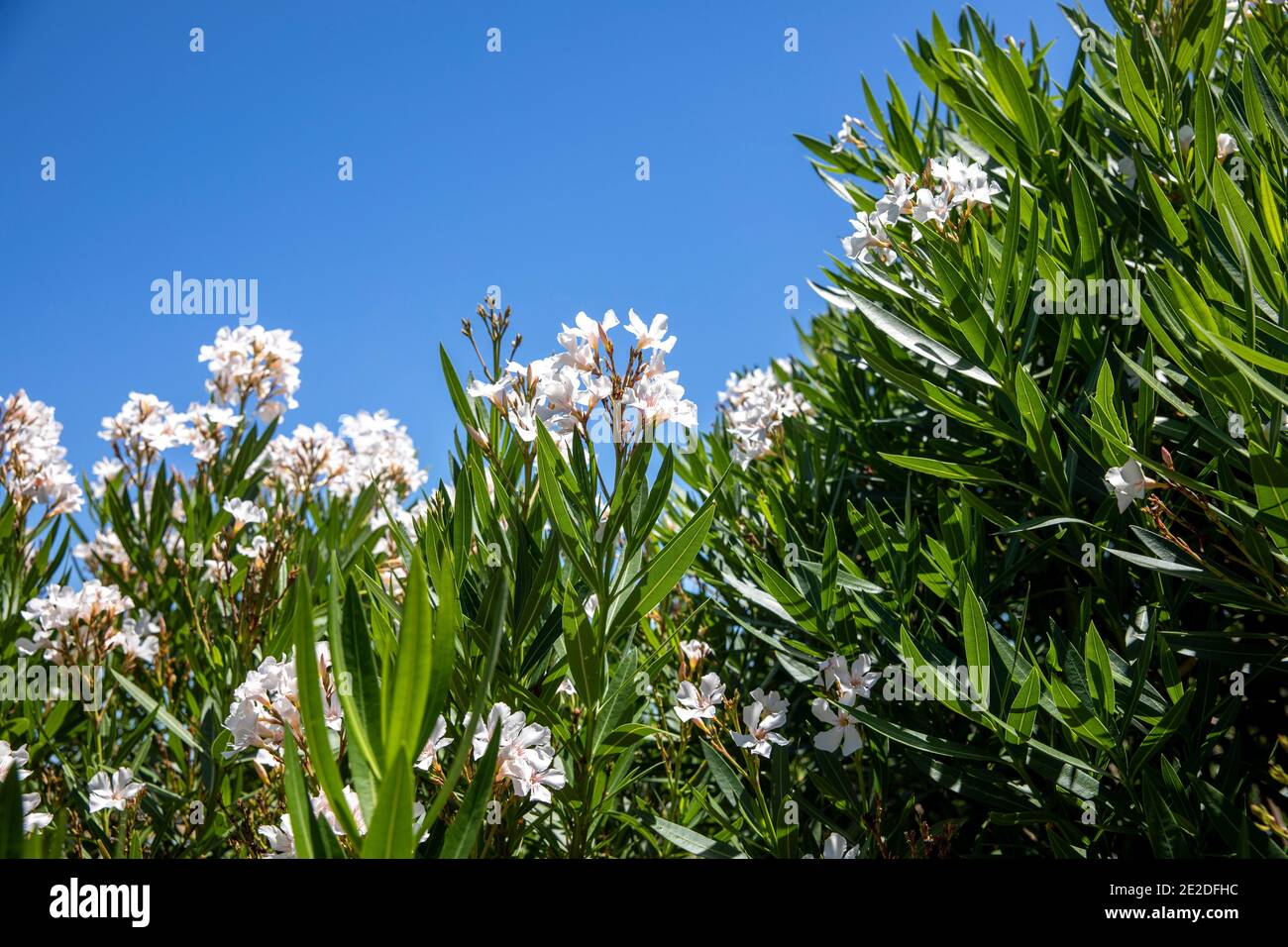 Nerium Oleander shrub with white flowers in bloom against blue sky ...