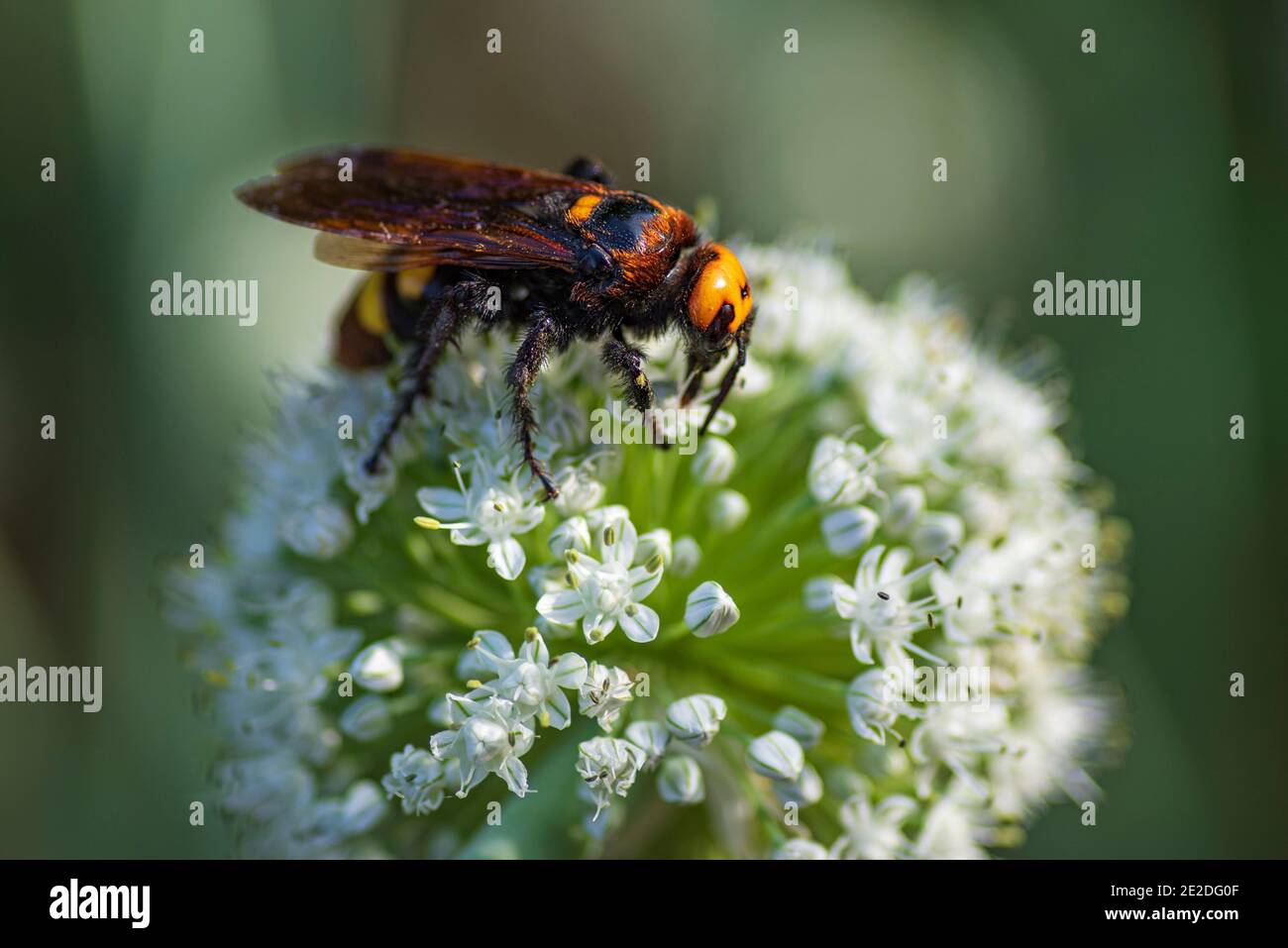 Scolia lat. Megascolia maculata lat. Scolia maculata is a species of ...