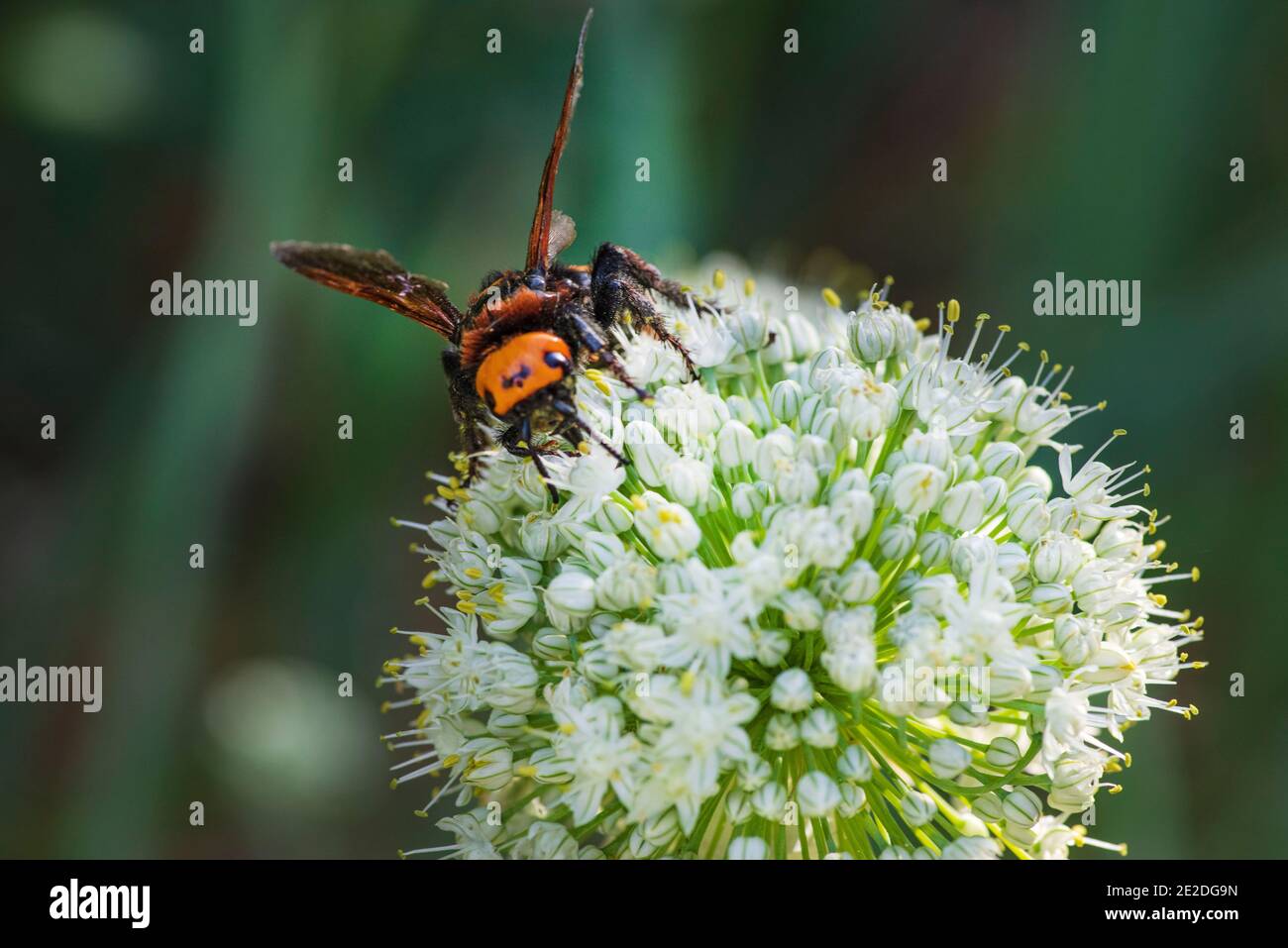 Scolia lat. Megascolia maculata lat. Scolia maculata is a species of ...