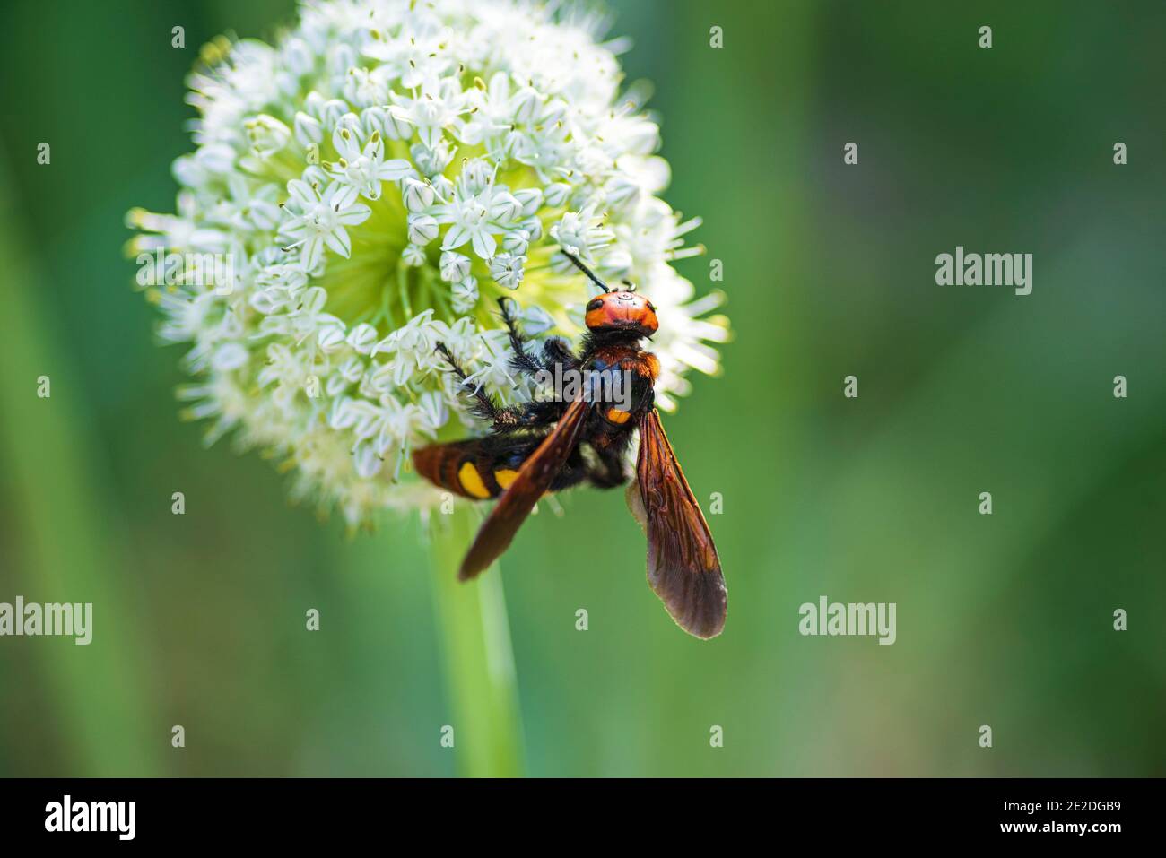 Scolia lat. Megascolia maculata lat. Scolia maculata is a species of ...