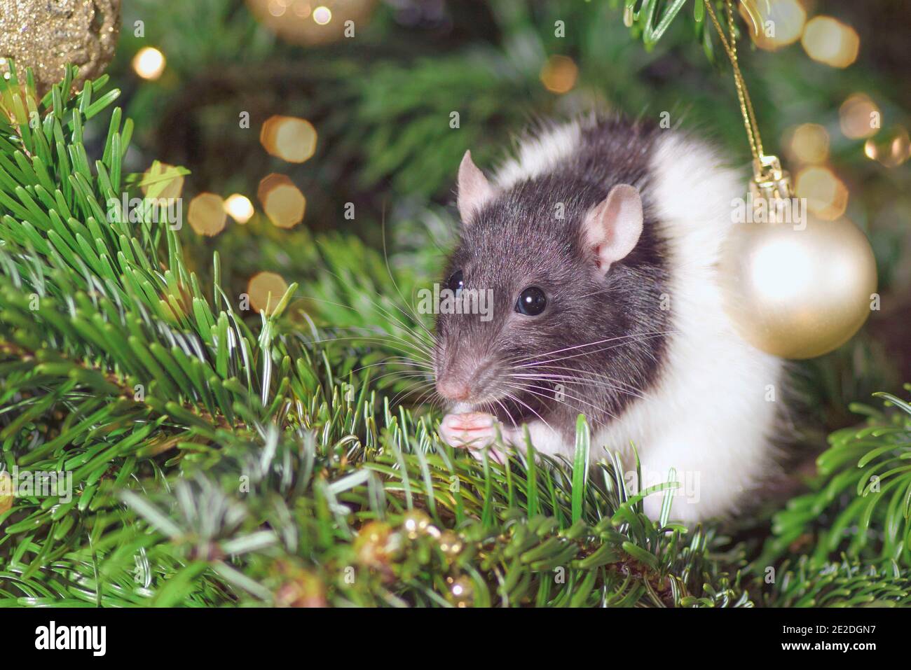 Gingerbread little houses hi-res stock photography and images - Alamy