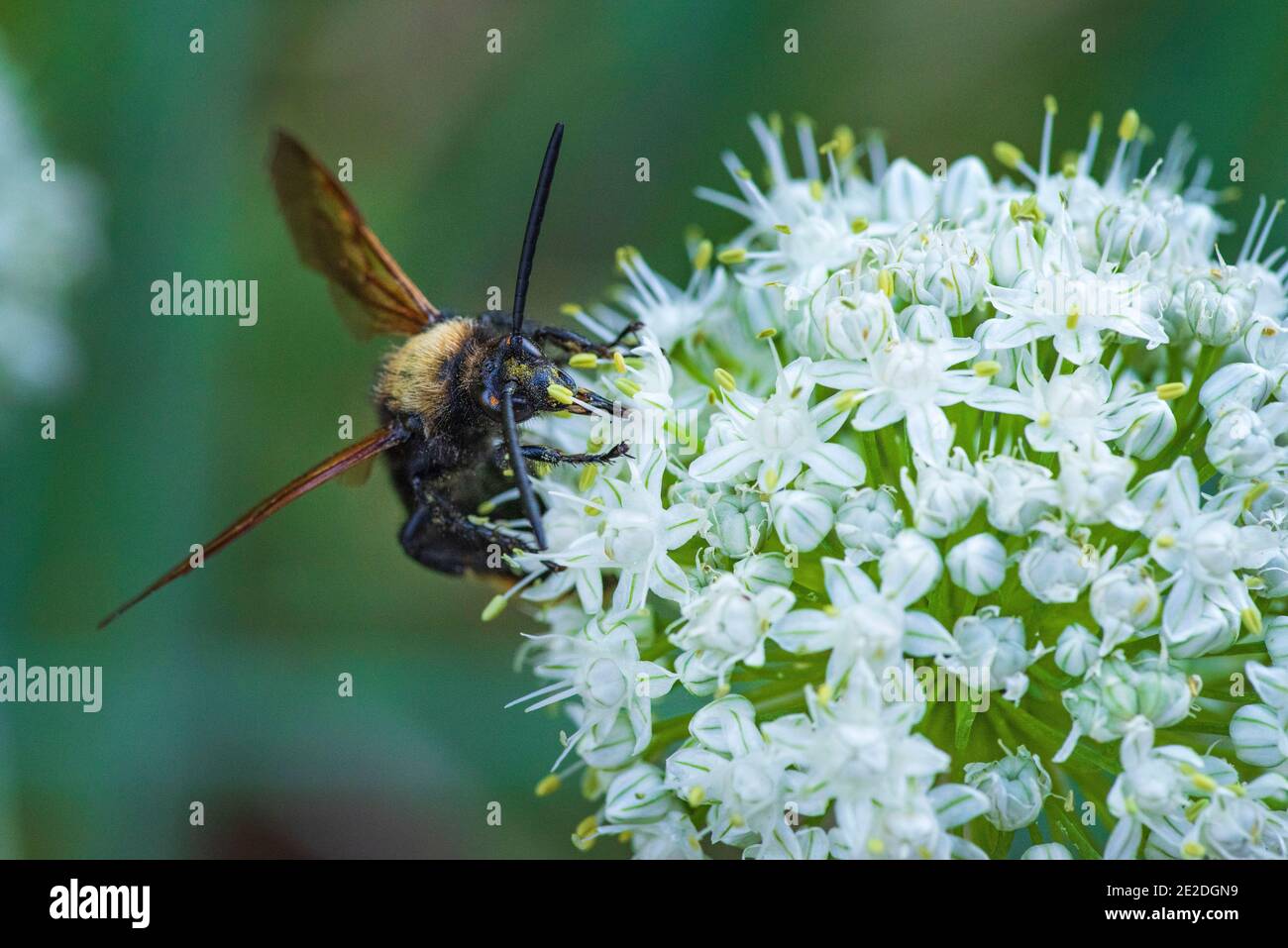 Scolia lat. Megascolia maculata lat. Scolia maculata is a species of ...